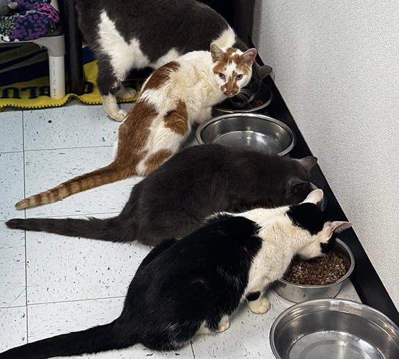 60 cats removed from a residence | Cherokee Scout, Murphy, North Carolina